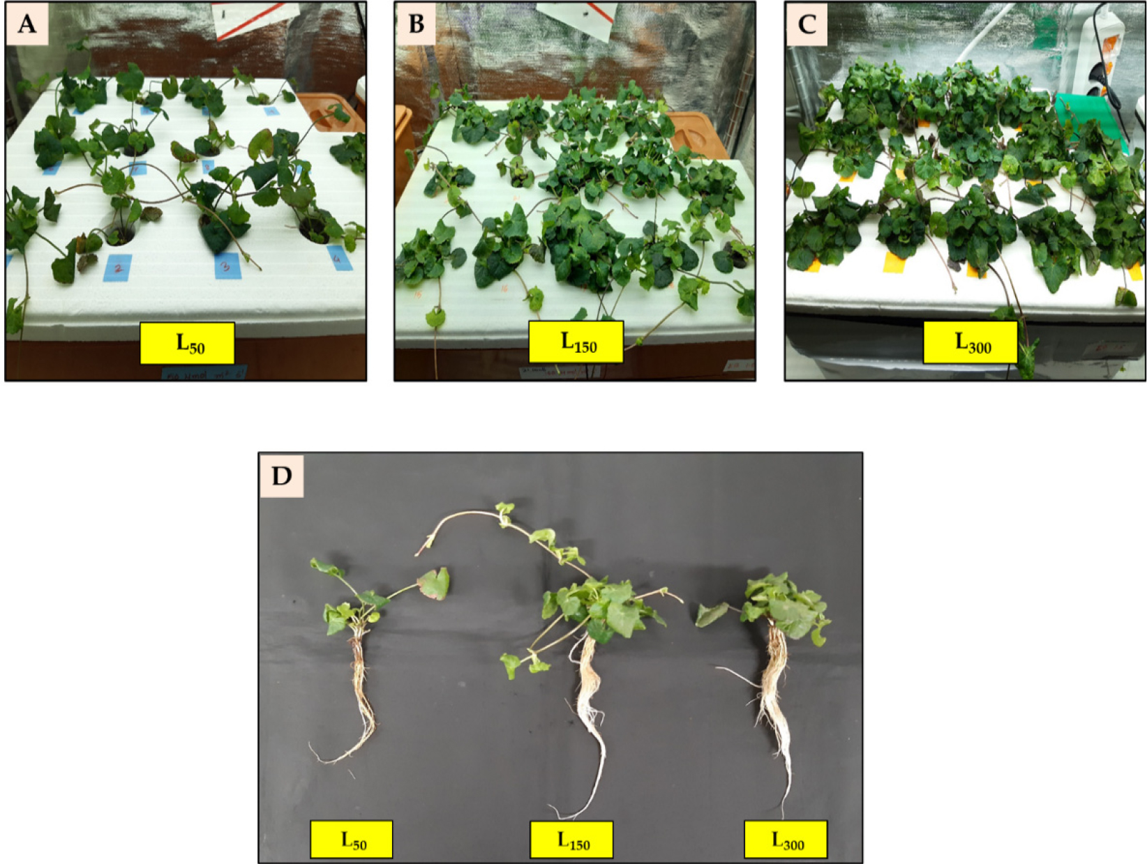 Artificial White LED Light Influences Plant Growth and Centelloside ...